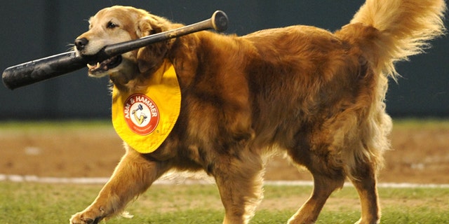 Bat-retrieving dog for Yankee affiliate fetches final bat | Fox News
