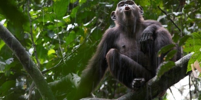Chimps are naturally violent, study suggests | Fox News