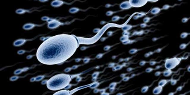Artificial testicle could treat male infertility | Fox News