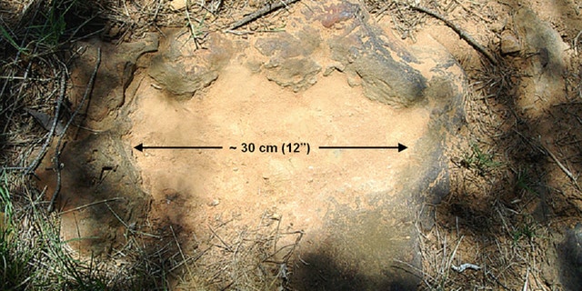 NASA lifts four-toed footprints from own backyard | Fox News