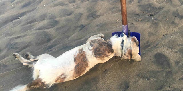 Case of cruelty: Dead dog on LA beach sparks outcry | Fox News