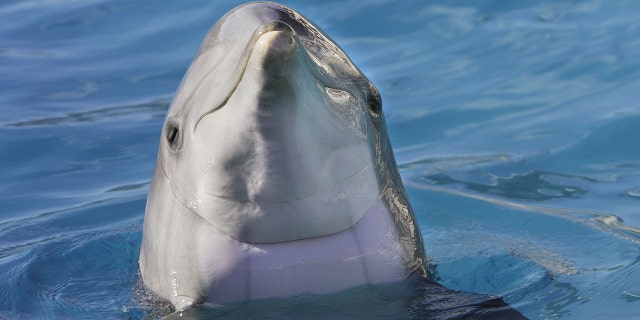 Sexually Frustrated Dolphin Terrorizes Tourists At French Beach Fox
