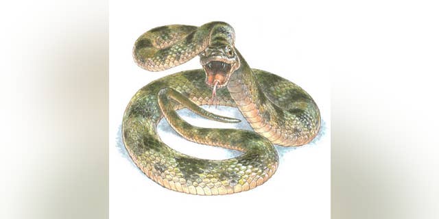 Ancient snake's colors revealed through 10-million-year-old fossil ...