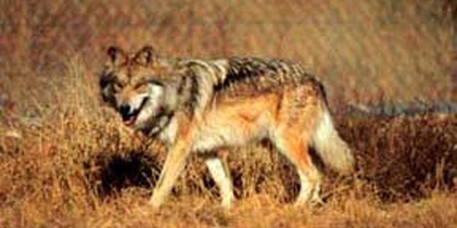 Rare Mexican Gray Wolves Set to be Reintroduced Into the Wild | Fox News