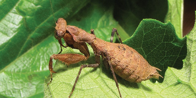 'Vicious' new praying mantis discovered in Rwanda | Fox News
