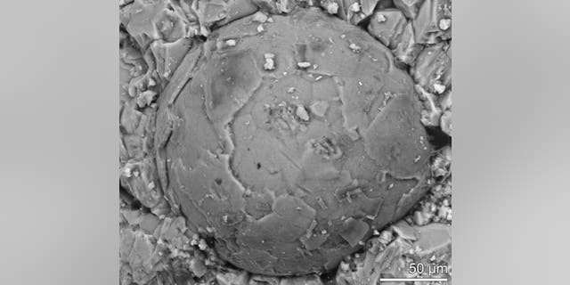 Tiny fossils found in China appear to be 500-million-year-old embryos ...
