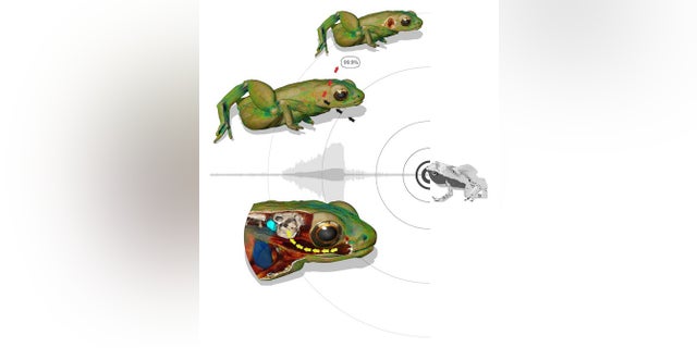 Weird! Tiny frog hears through its mouth | Fox News