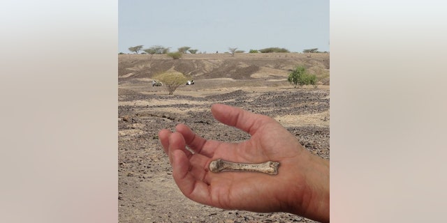 Human hand fossil turns back clock 500,000 years on complex tool use ...