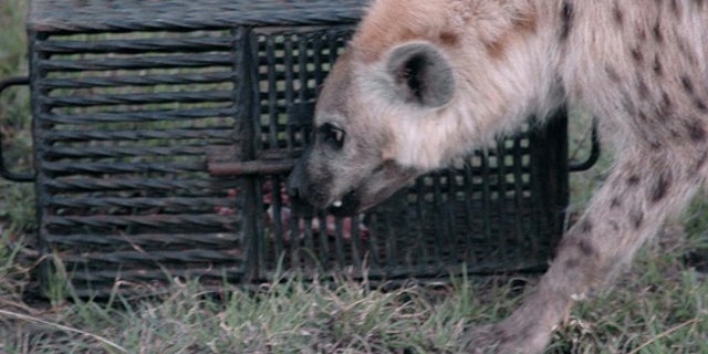 Captive Hyenas Beat Wild Peers in Puzzle Solving | Fox News