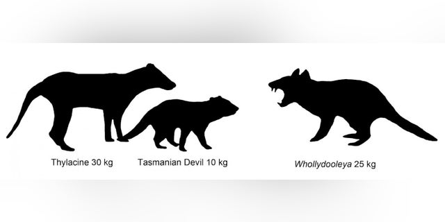 Hyena meets Tasmanian devil: Ancient 'hypercarnivore' unearthed | Fox News