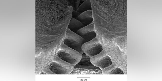 Creature with interlocking gears on legs discovered | Fox News