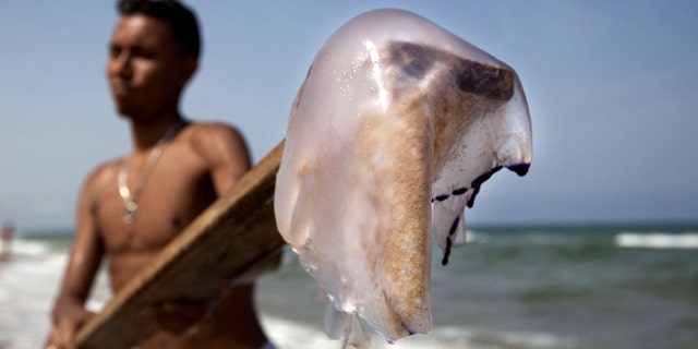Jellyfish Invade Spanish Beaches at Height of Tourist Season | Fox News