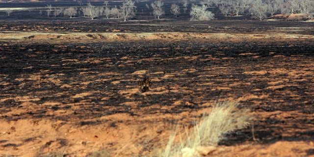 Kansas cattle ranchers struggle to recover from devastating prairie ...