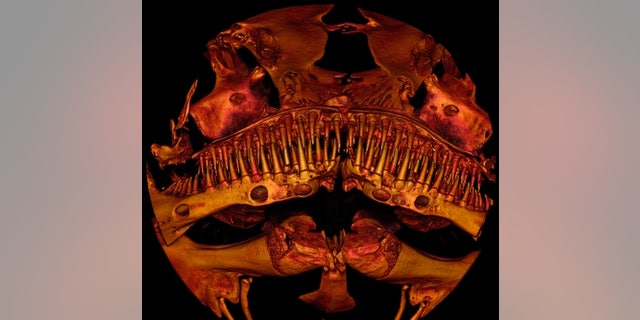 Skeletal features of 'Alien' catfish baffle scientists | Fox News