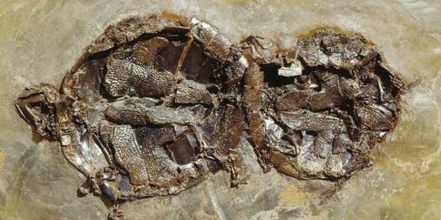 Coitus Interruptus Ancient Turtle Sex Fossilized Fox News