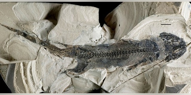 Remarkable limb regeneration began 300 million years ago | Fox News