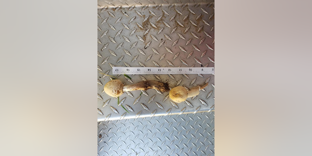 Family sickened from eating wild 'vomiter' mushrooms | Fox News