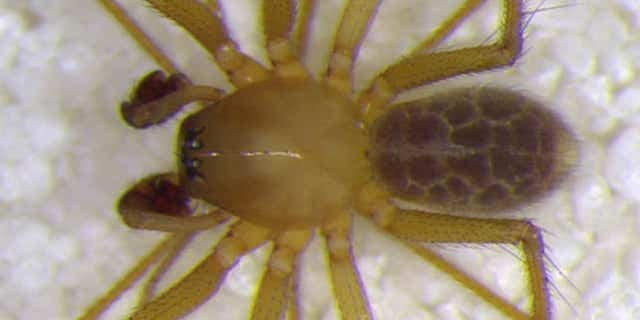 Indiana scientist discovers new 'translucent' spider inside cave | Fox News