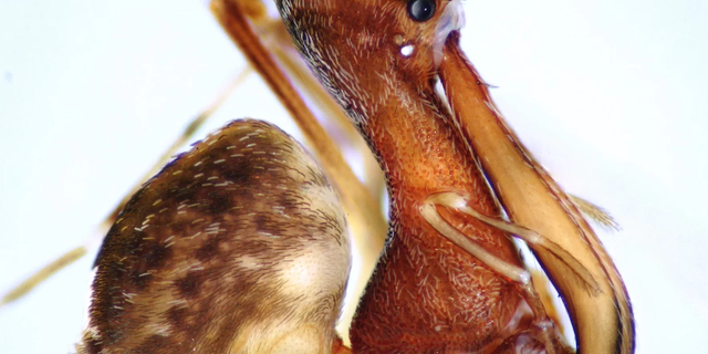Pelican spiders lived 165 million-years-ago and they are 'spider ...