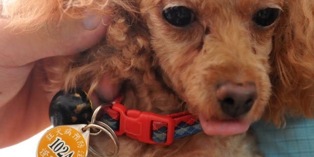 Taiwan Confirms First Rabies In Dog Fox News taiwan-confirms-first-rabies-in-dog-fox-news