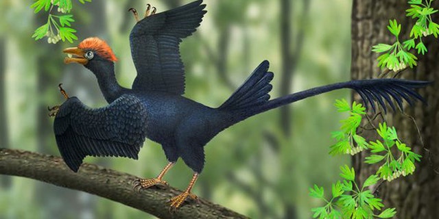 120-million-year-old bird had two tails | Fox News 120-million-year-old bird had two tails | Fox News