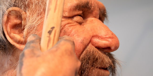 Your hair color and sleep habits may come from Neanderthals | Fox News