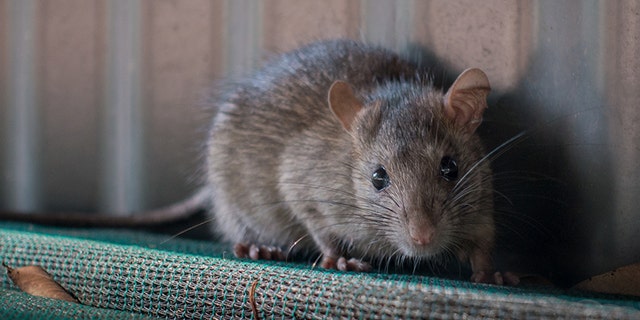 Brooklyn rat carrying avocado on subway tracks caught on video | Fox News