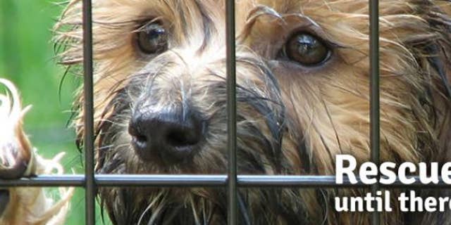 Angels Among Us Pet Rescue | Fox News