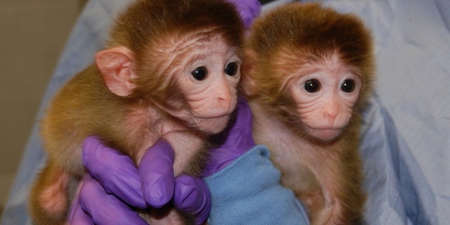 First Baby Monkeys Born With Six Genomes | Fox News