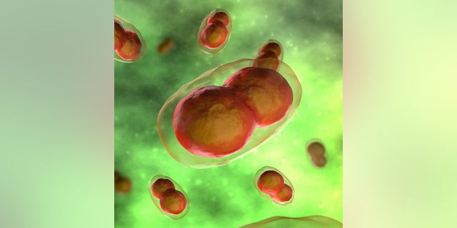 People could make smallpox from scratch in a lab, scientists warn | Fox ...