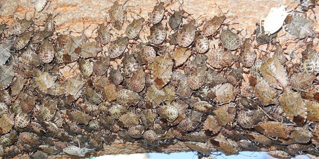 ‘Superpests’ swarming across America | Fox News