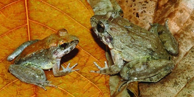 Fanged frog species gives birth to live young | Fox News