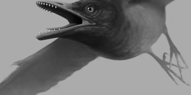 Weird! This Odd, Ancient Bird Had Sharp Teeth | Fox News
