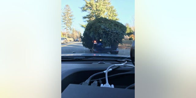 Massachusetts police stop car with massive Christmas tree on top | Fox News