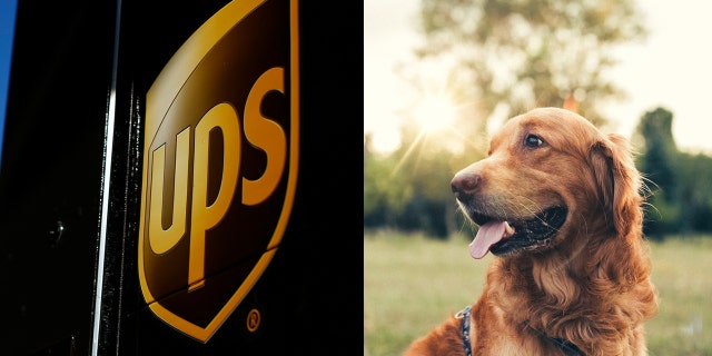 UPS drivers are posing with dogs on their routes, sharing sweet photos ...