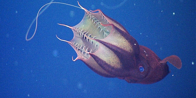 Vampire squid are sea's garbage disposals | Fox News