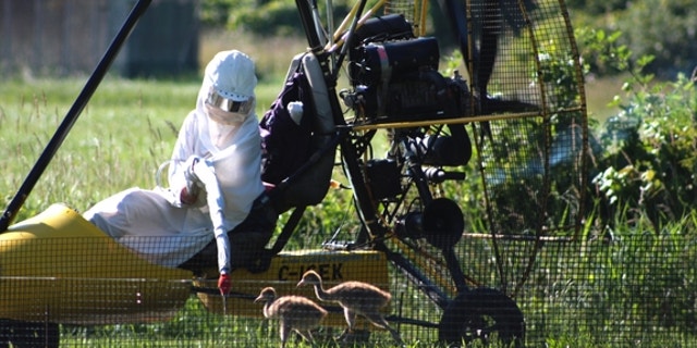 Birds of a feather: Whooping cranes need parents more like them | Fox News
