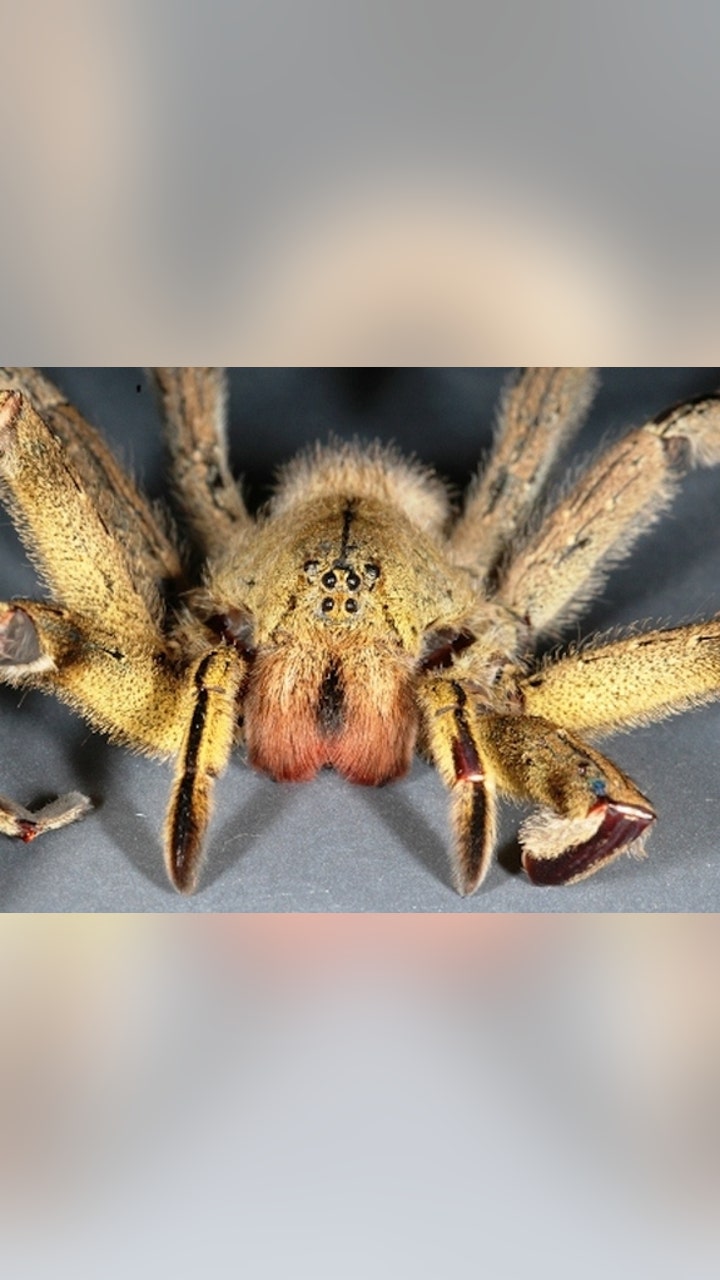 Brazilian Wandering Spider Bite Effects