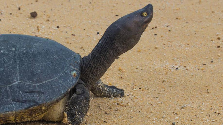 Cambodian Royal Turtle nearly extinct _ less than 10 in wild | Fox News