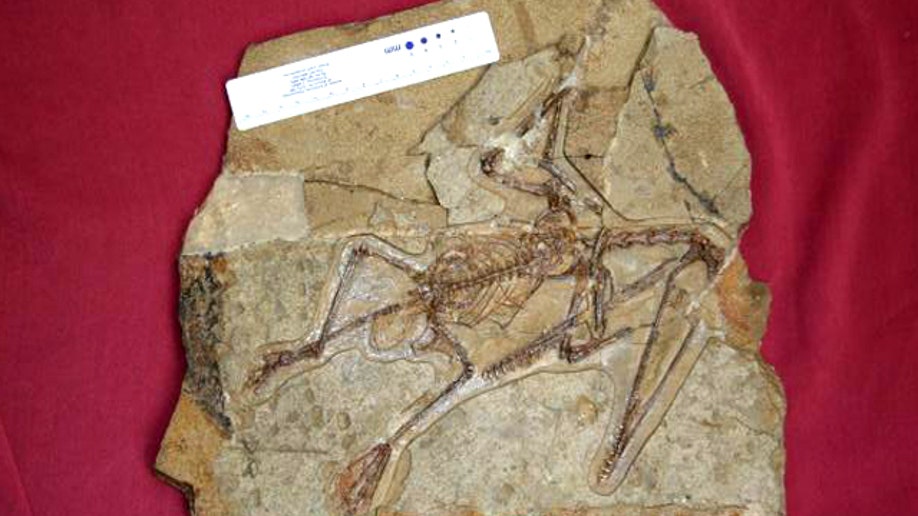 Dinosaur Sex Riddle Solved Through New Fossil Discovery Fox News