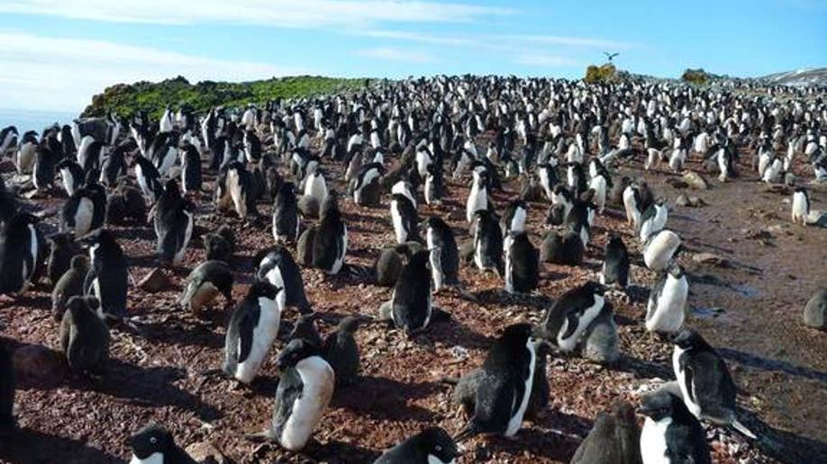 Penguins Explicit Sex Acts Shocked Polar Explorer Fox News