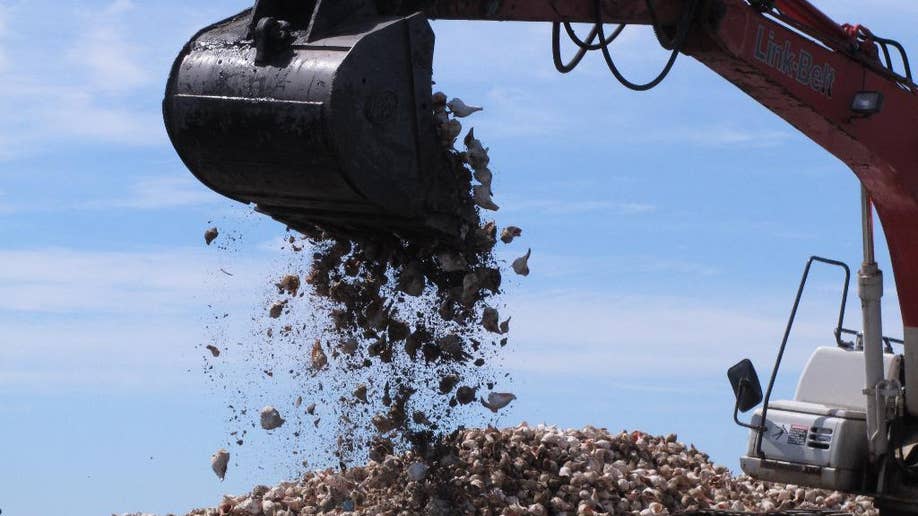 Enviros re-establishing oyster colony in Barnegat Bay to help water ...