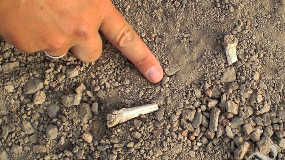 Unearthed fossil foot could belong to new human ancestor, scientists ... Unearthed fossil foot could belong to new human ancestor, scientists ...