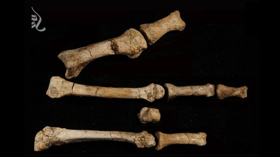 Unearthed fossil foot could belong to new human ancestor, scientists ... Unearthed fossil foot could belong to new human ancestor, scientists ...