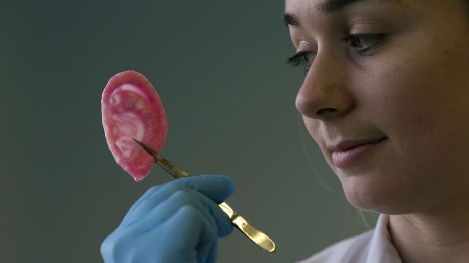 Scientists grow human body parts in lab | Fox News Scientists grow human body parts in lab | Fox News
