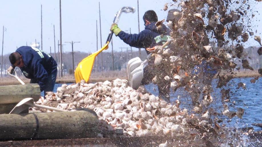 Enviros re-establishing oyster colony in Barnegat Bay to help water ...