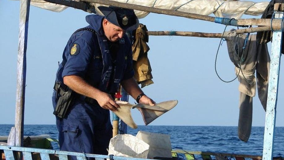 Shark overfishing endangers reefs: Australian study | Fox News