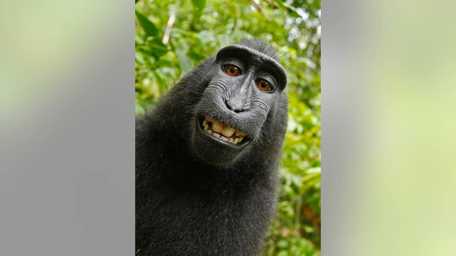 Macaque Naruto Monkey Location