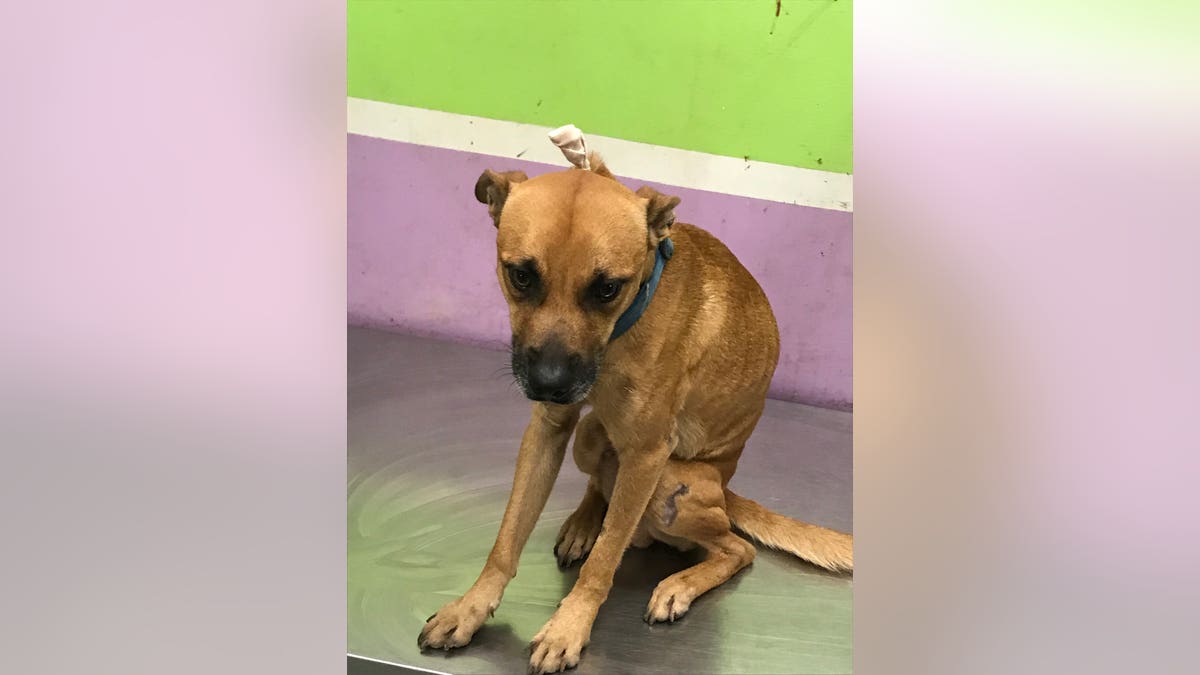 Hunting arrow claims life of a Texas dog, sheriff says | Fox News