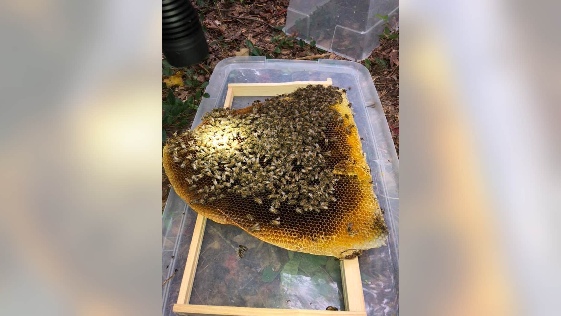 Oct 20 - Extremely rare 'open' beehive in Virginia stuns wildlife expert